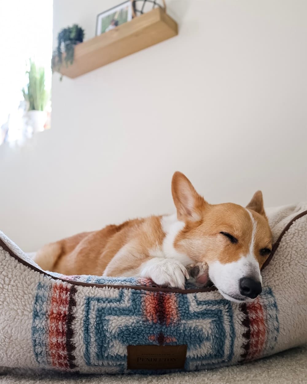 HARDING PET BED - KUDDLER | Pendleton